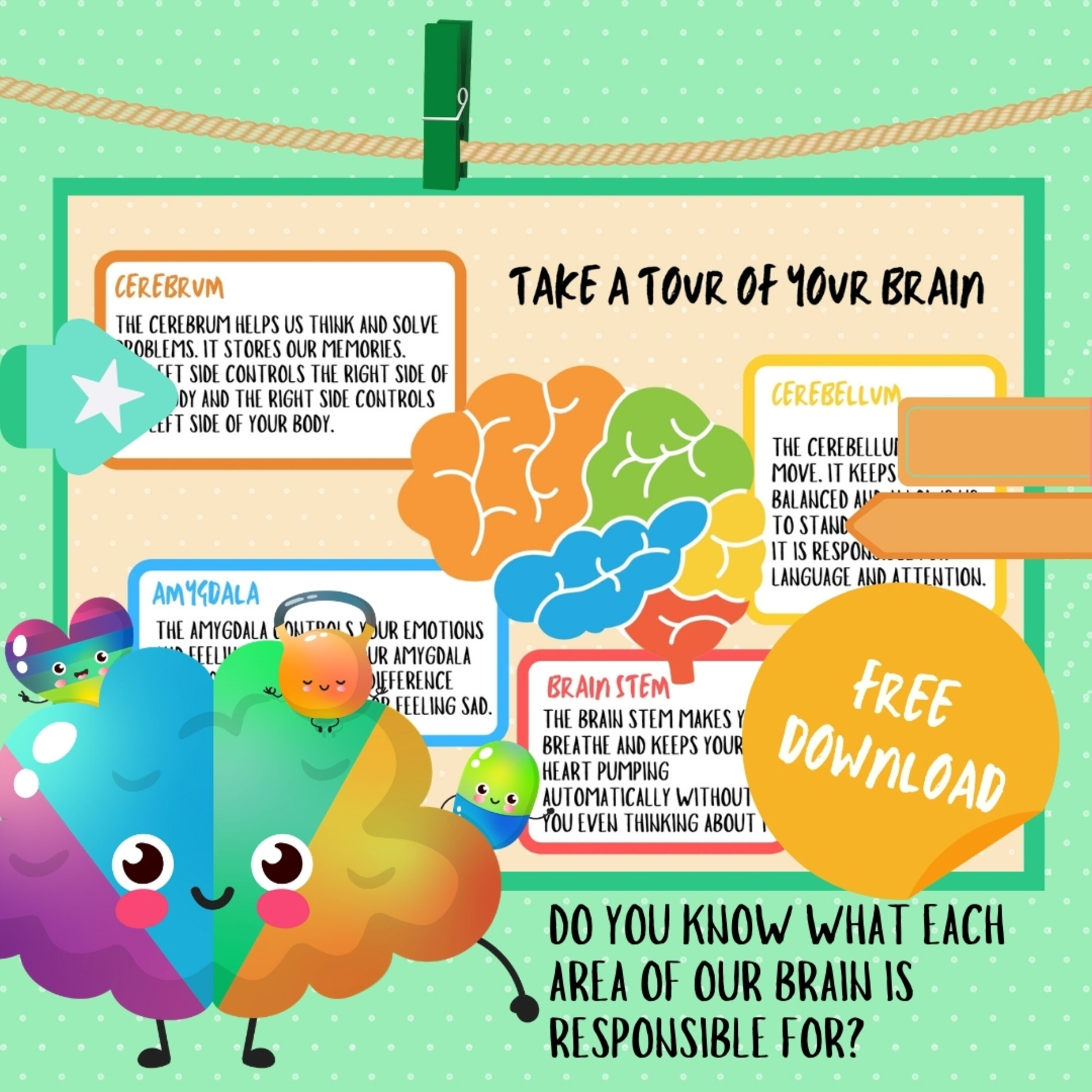 Take a tour of your brain